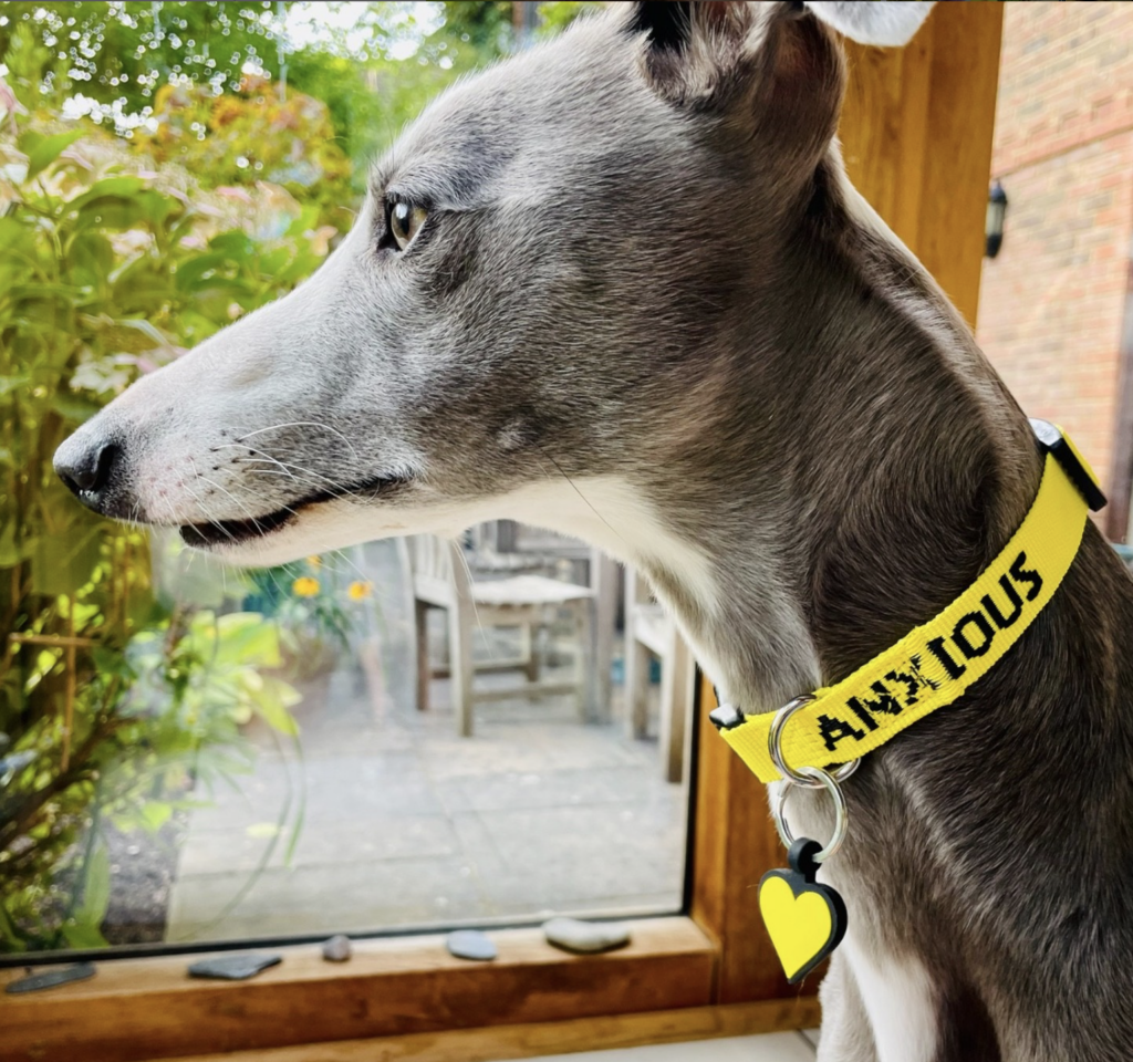 5 Ways to Calm your Anxious Dog